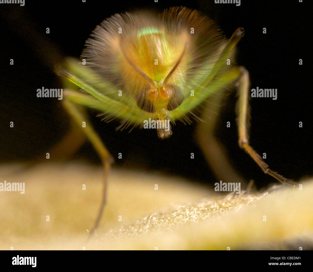 Moucheron des chironomes Banque de photographies et d’images à haute ...