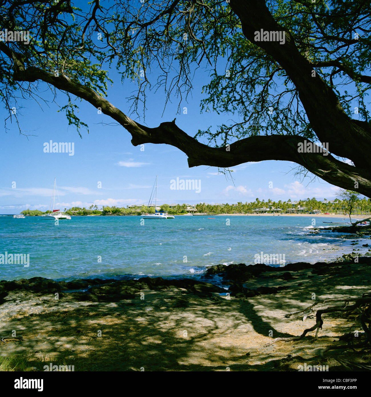 Kiawe tree Banque de photographies et d’images à haute résolution - Alamy