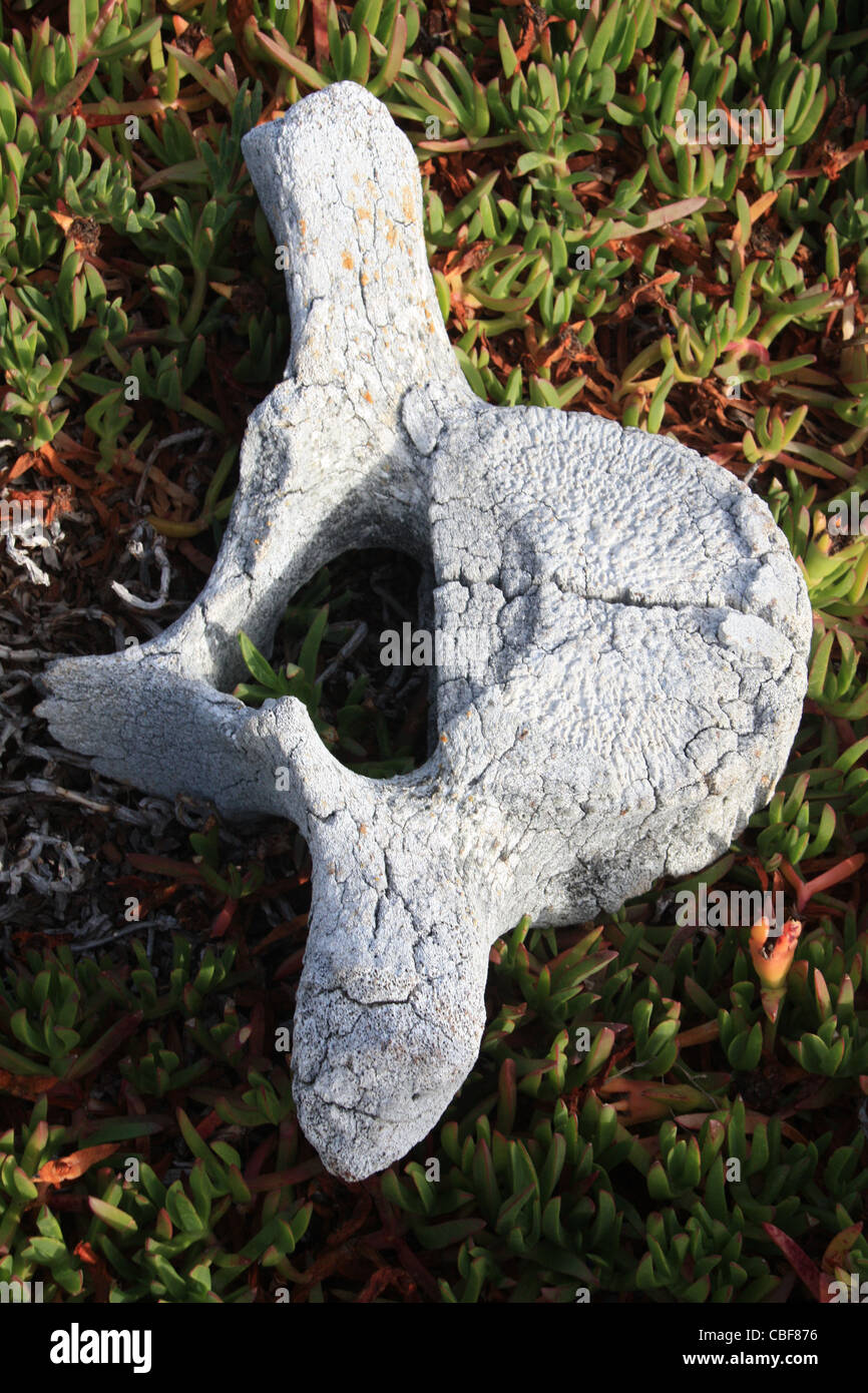 Whale vertebrae whale bone Banque de photographies et d’images à haute ...
