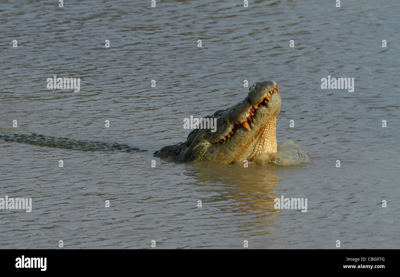 Crocodile de chasse Banque de photographies et d’images à haute ...