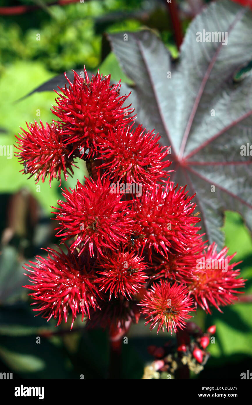 Ricinus communis Banque de photographies et d’images à haute résolution ...