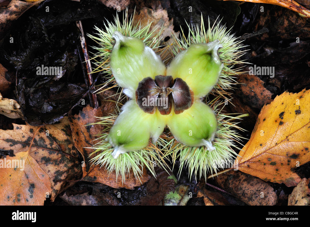 Noix sauvage Banque de photographies et d’images à haute résolution - Alamy