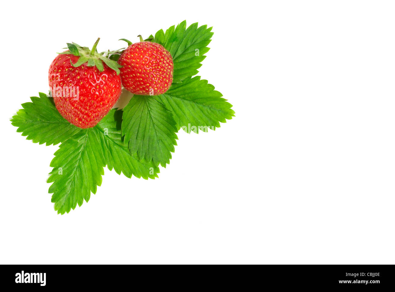 Fraise sur fond blanc Banque de photographies et d’images à haute ...