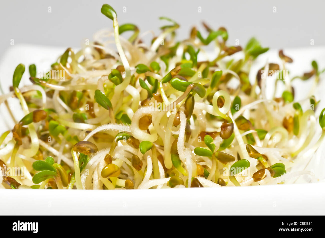 Germination de luzerne Banque de photographies et d’images à haute résolution - Alamy