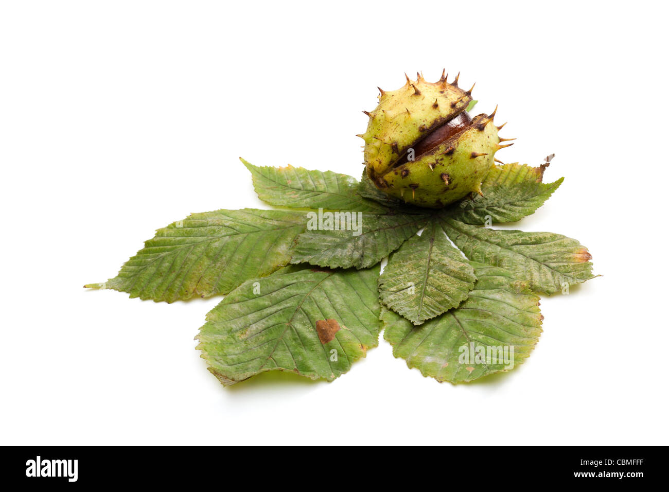 Feuille de châtaignier isolé Banque de photographies et d’images à ...