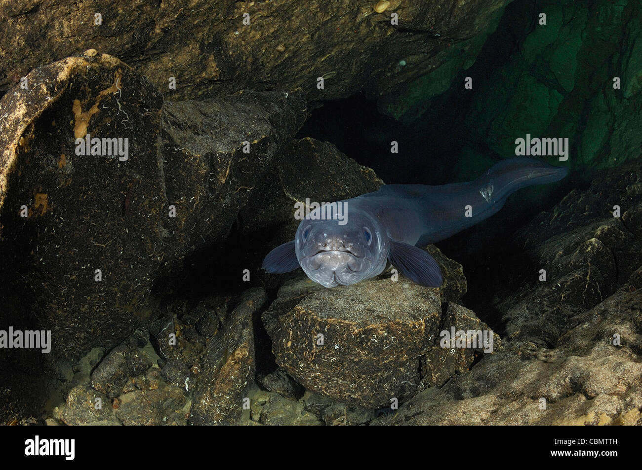 European conger eel Banque de photographies et d’images à haute ...