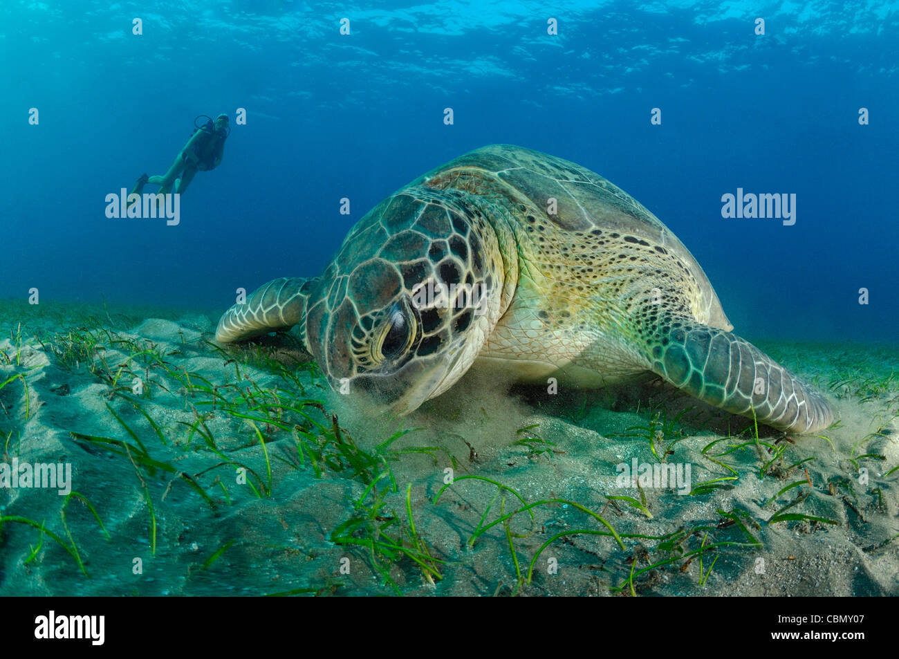 La tortue verte, Chelonia mydas sur Seegrass, Abu Dabab, Marsa Alam ...