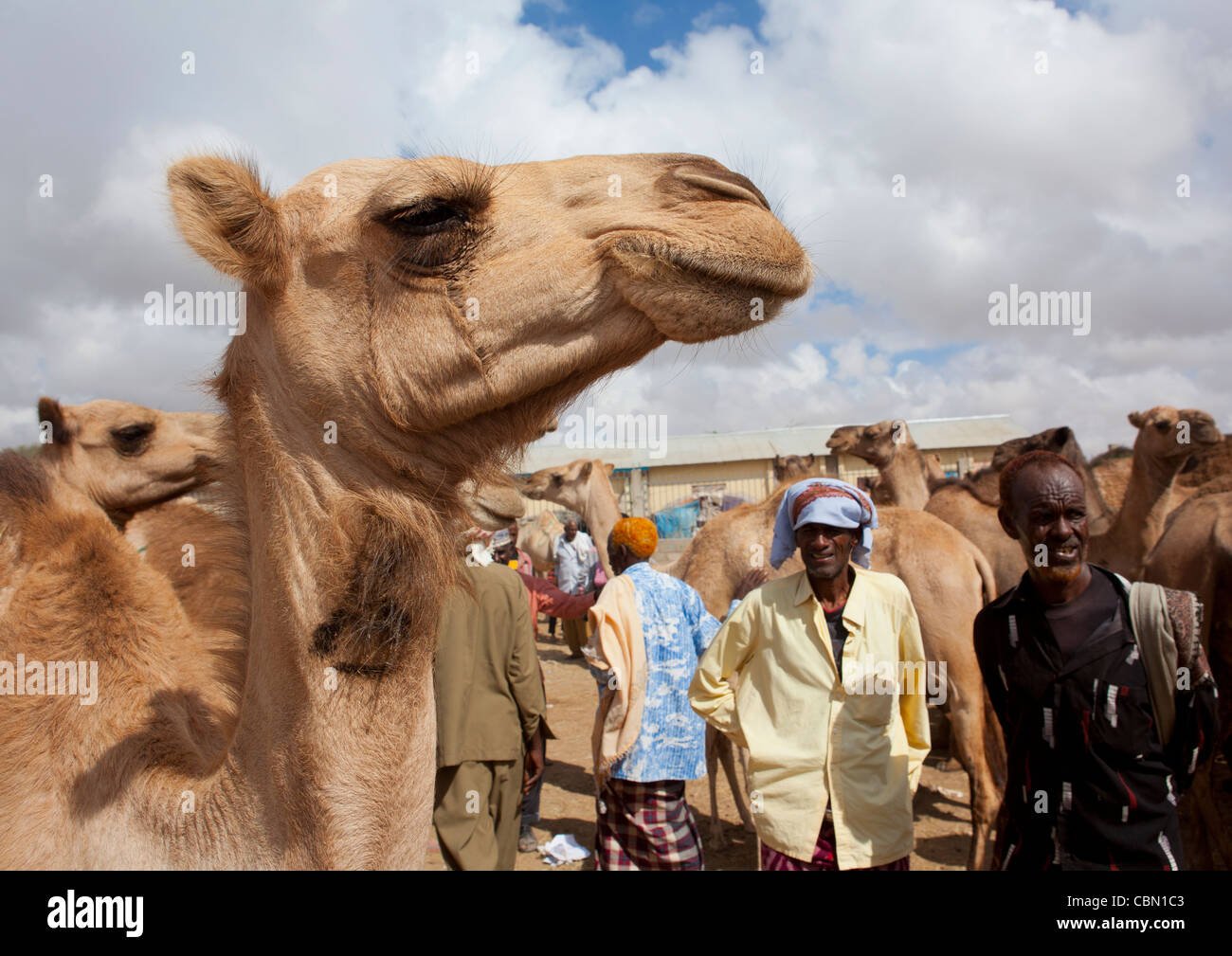 Somaliland somalie afrique corne de l'afrique horizontal chameau Banque de photographies et d ...