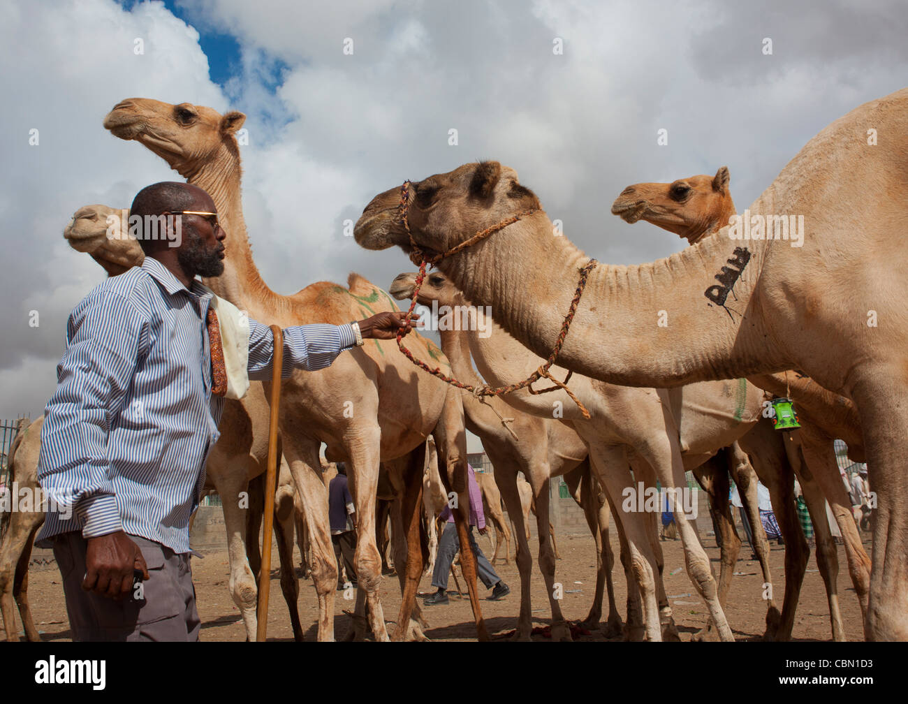 Somaliland somalie afrique corne de l'afrique horizontal chameau Banque de photographies et d ...