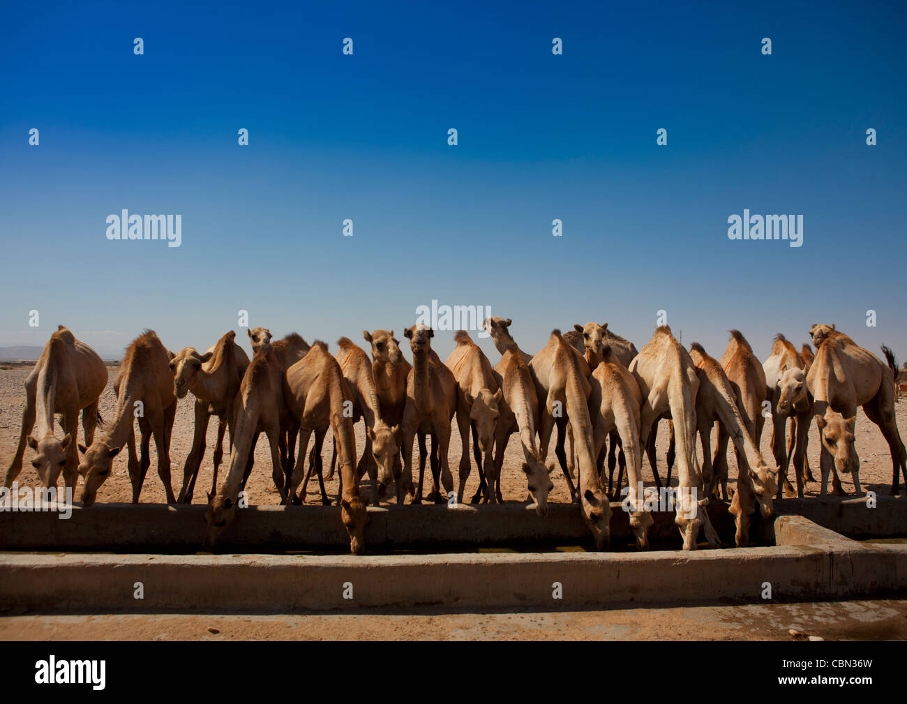 Somaliland somalie corne de l'afrique afrique horizontal chameau Banque de photographies et d ...