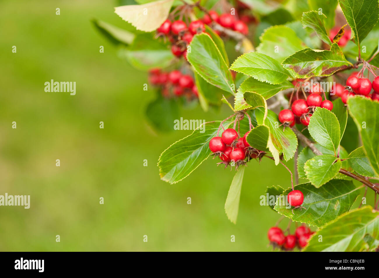 Crataegus persimilis prunifolia Banque de photographies et d’images à ...