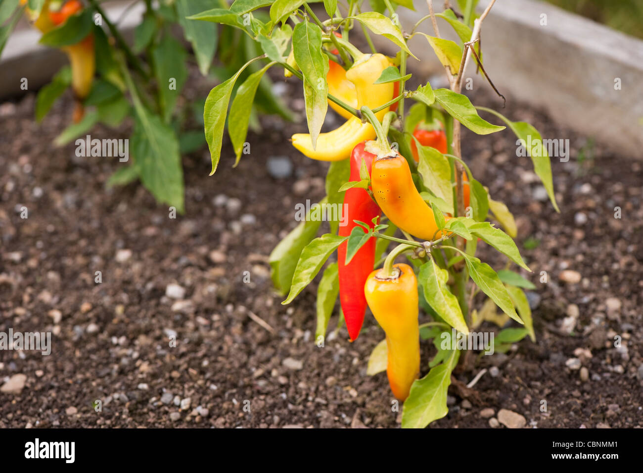 Chili Pepper 'Inferno' F1 hybride, Capsicum annuum Photo Stock - Alamy