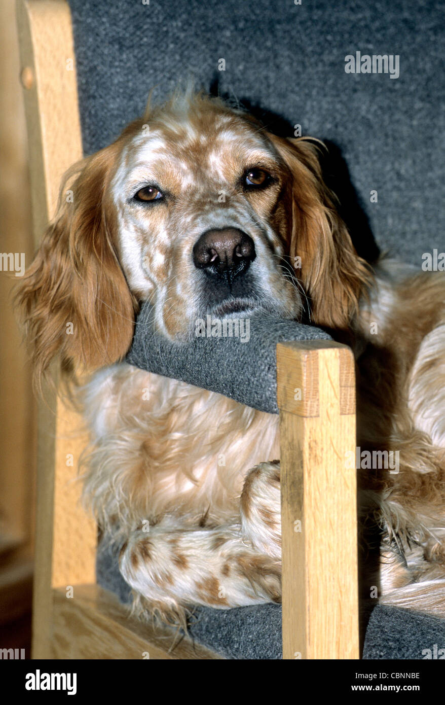 Llewellyn setter Banque de photographies et d’images à haute résolution ...