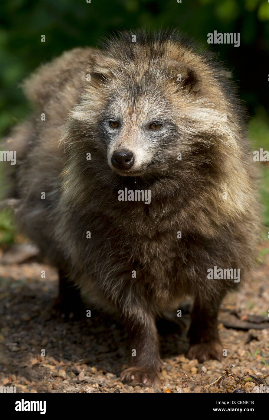 Chien viverrin nyctereutes procyonoides Banque de photographies et d ...