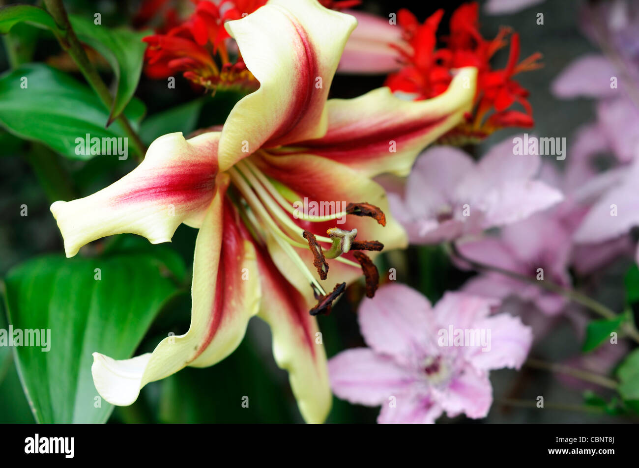 Lucifer lily Banque de photographies et d’images à haute résolution - Alamy