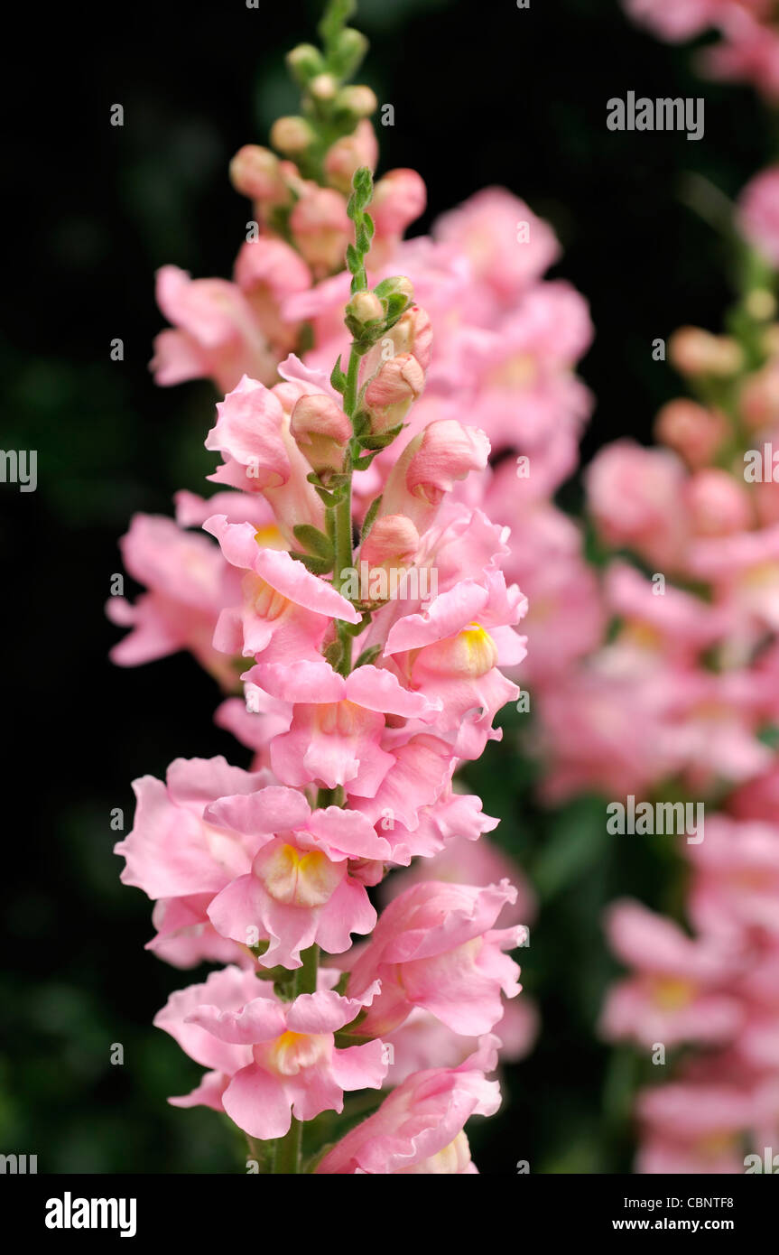 Antirrhinum majus 'Sonnet' Rose muflier des gueules de fleurs roses ...