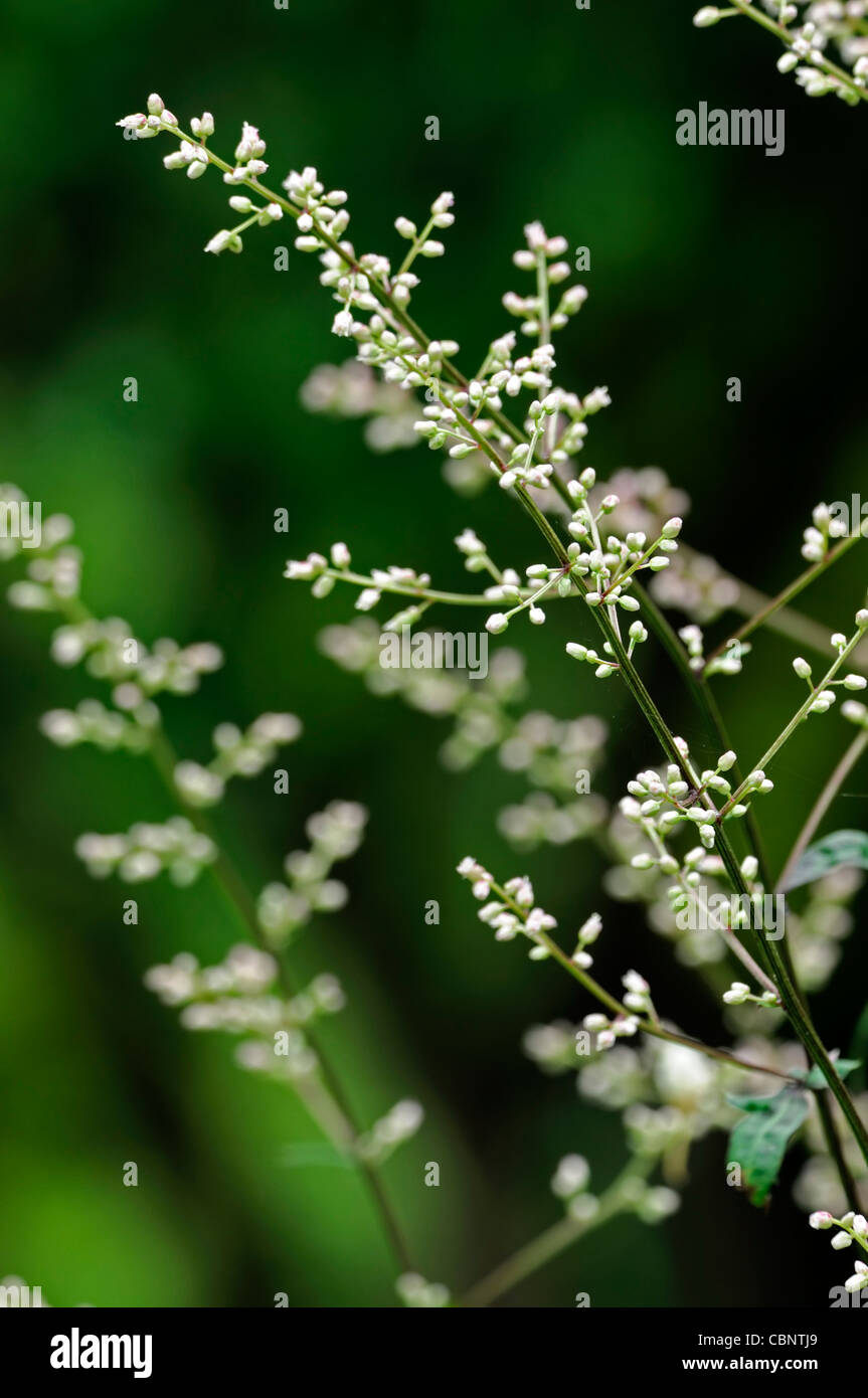Armoise Artemisia lactiflora blanc spray Guizhou fleurs parfumées musc ...
