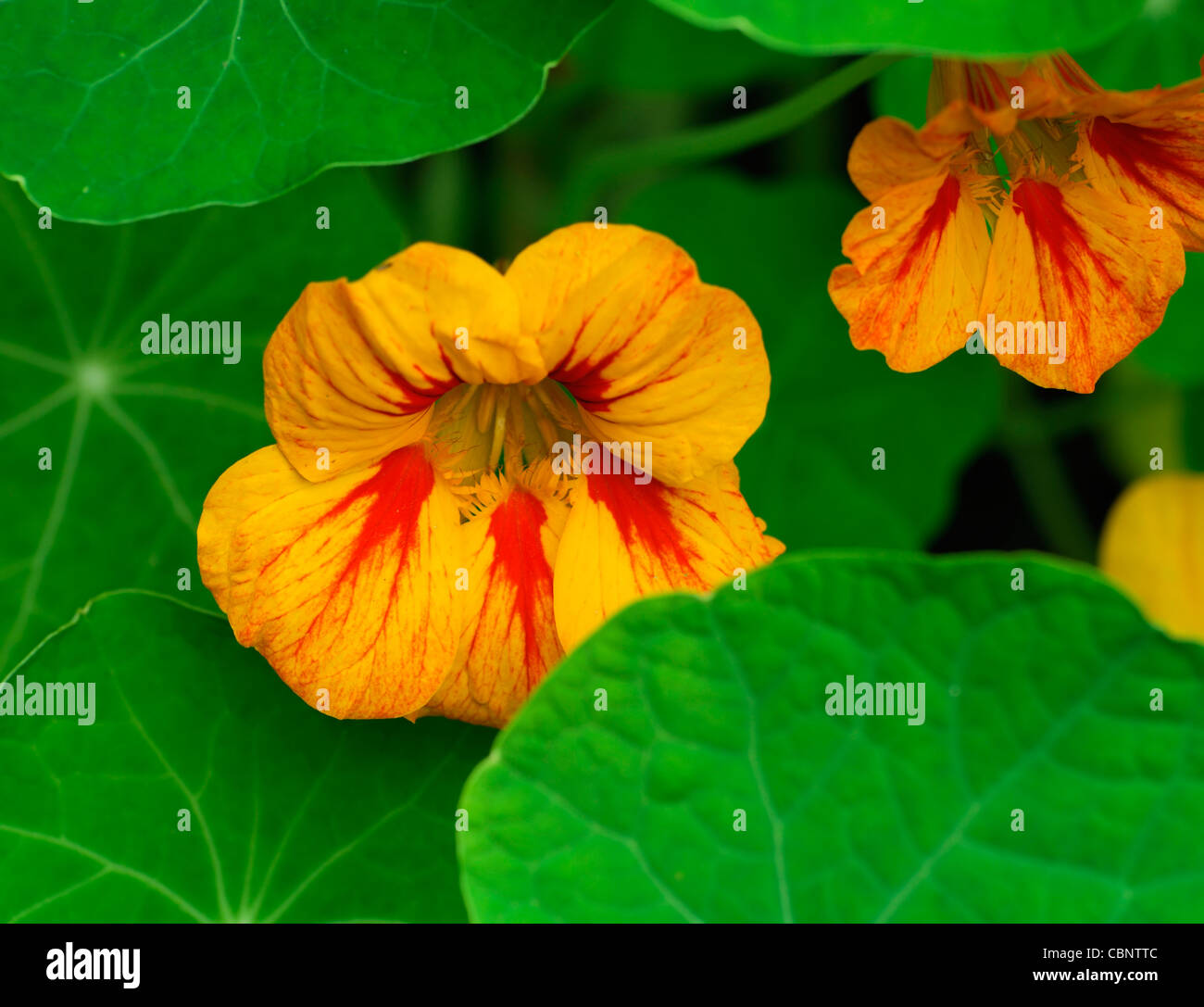 Capucine rouge Banque de photographies et d’images à haute résolution ...