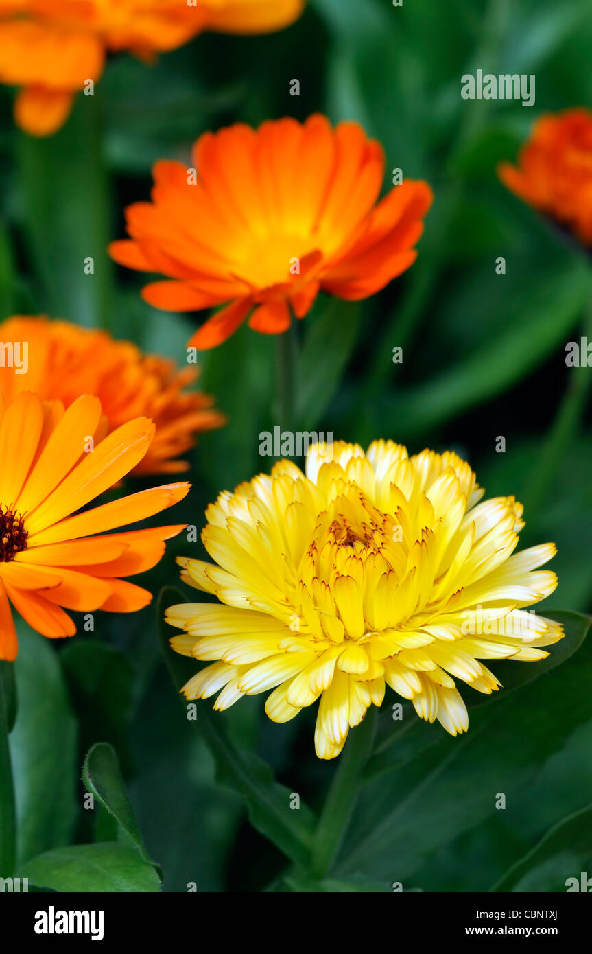 Calendula officinalis art shades Banque de photographies et d’images à ...