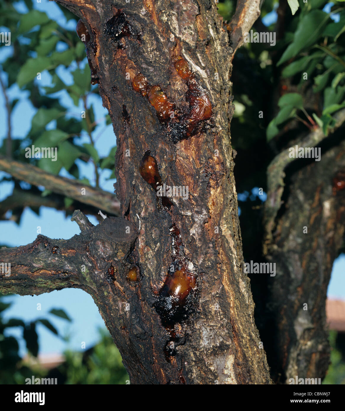 Pathogen Tree Photos & Pathogen Tree Images - Alamy
