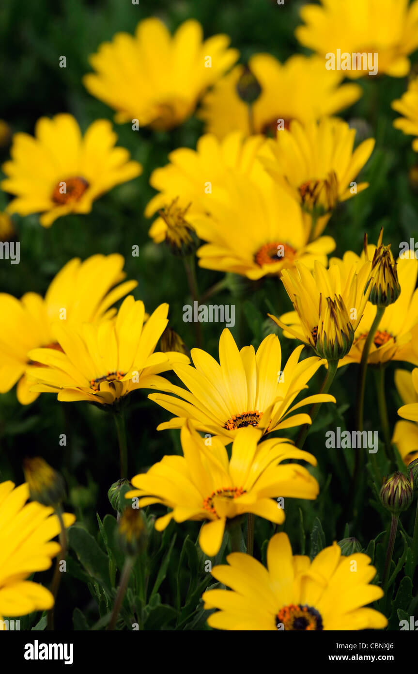 Marguerite africaine dimorphotheca Banque de photographies et d’images ...