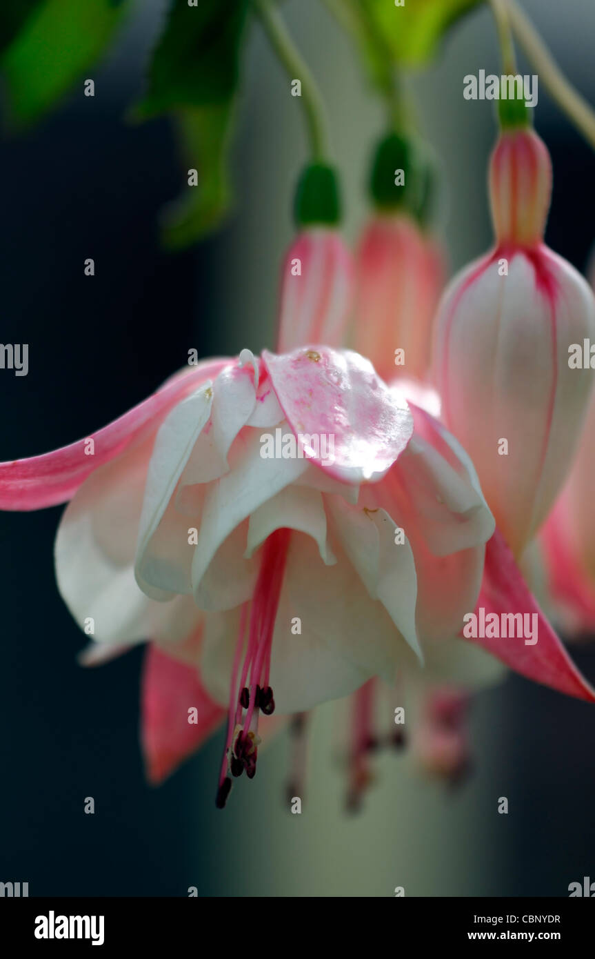 Corolle rose Banque de photographies et d’images à haute résolution - Alamy