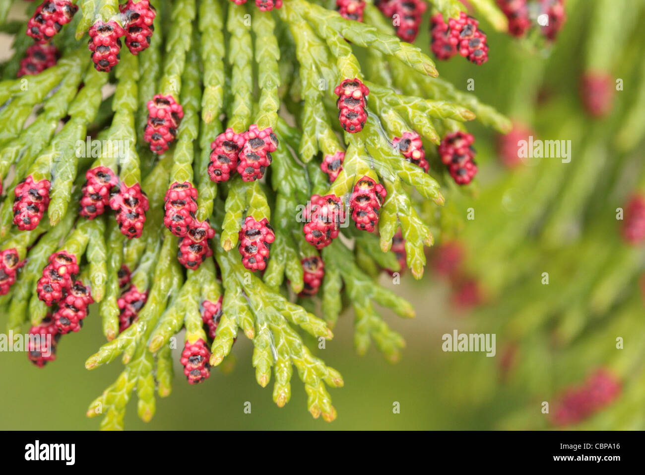 Sapin rouge Banque de photographies et d’images à haute résolution - Alamy