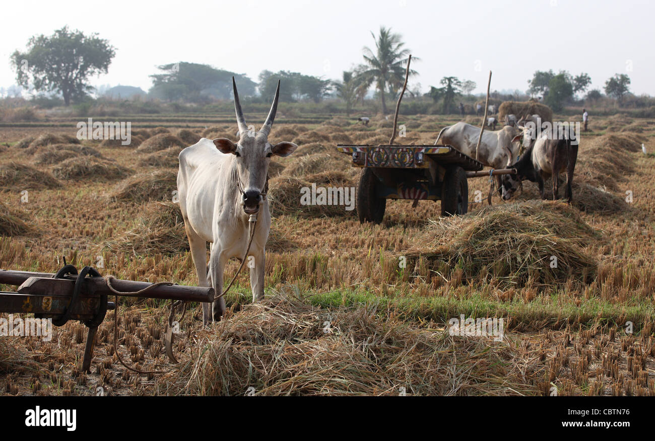 Bœufs et charrette Banque de photographies et d’images à haute résolution - Alamy