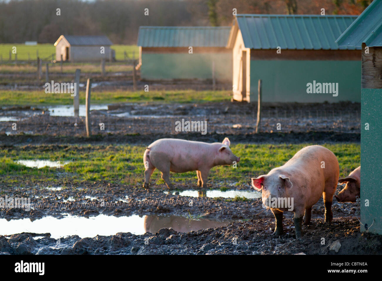 Elevage extensif de cochons (Sus scrofa domesticus) porcs en plein air ...