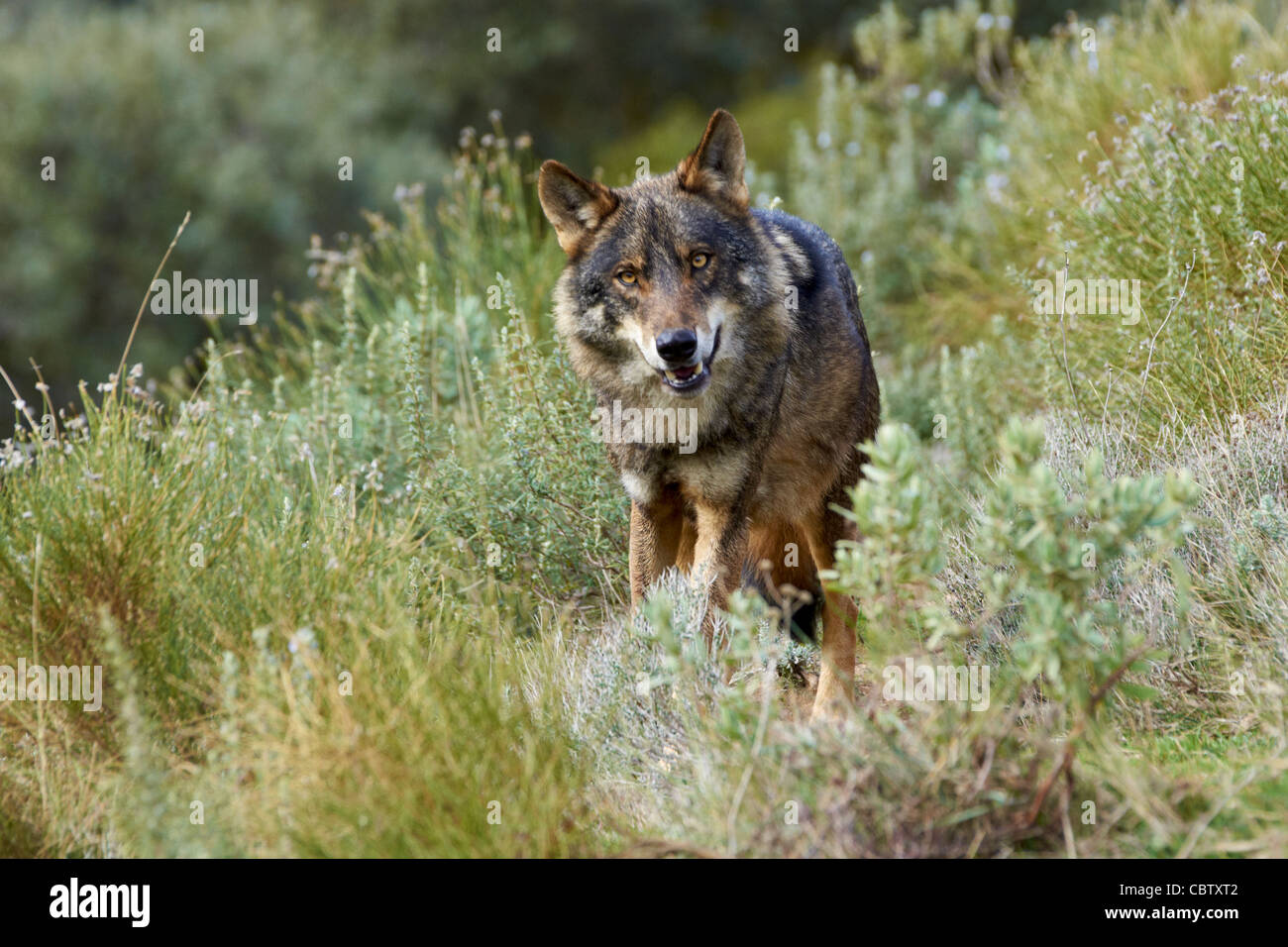 Lobo iberico canis lupus Banque de photographies et d’images à haute ...