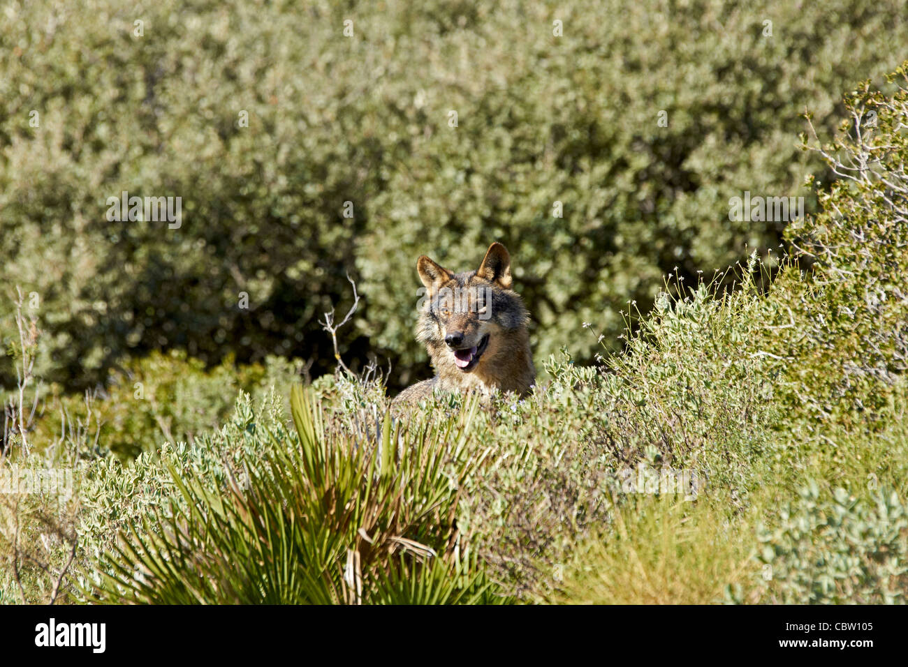 Lobo iberico canis lupus Banque de photographies et d’images à haute ...