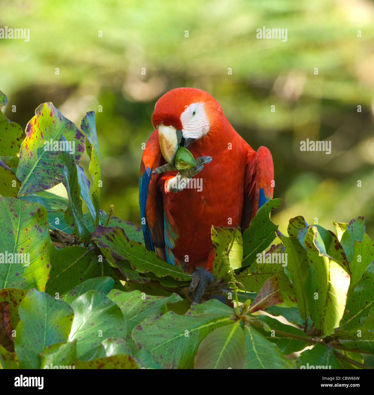 Ara rouge du costa rica Banque de photographies et d’images à haute ...