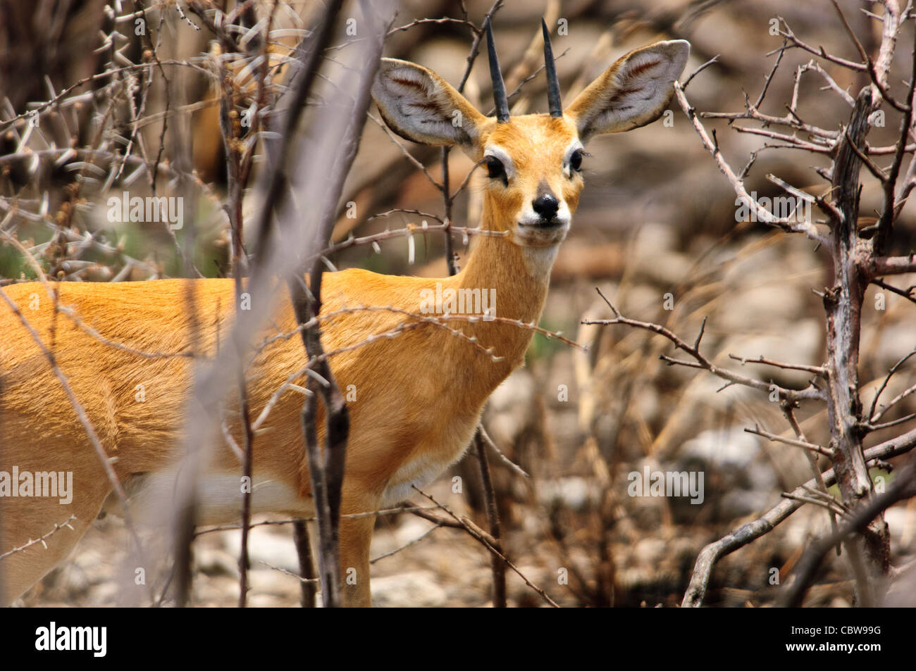 Raphicerus cempestris Banque de photographies et d’images à haute ...