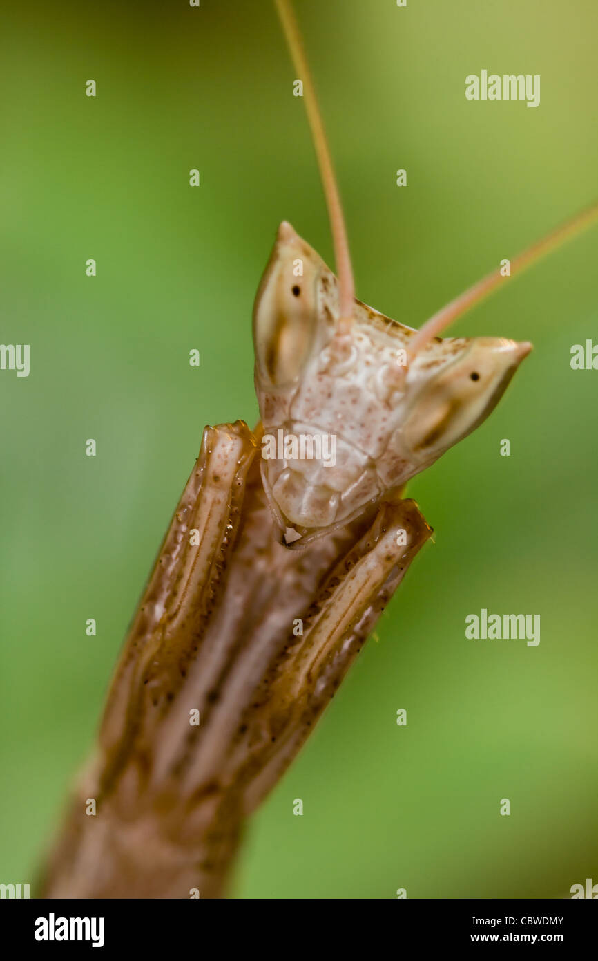 Spécimen de Mantis ( Apteromantis ) aptères posant avec un aspect ...