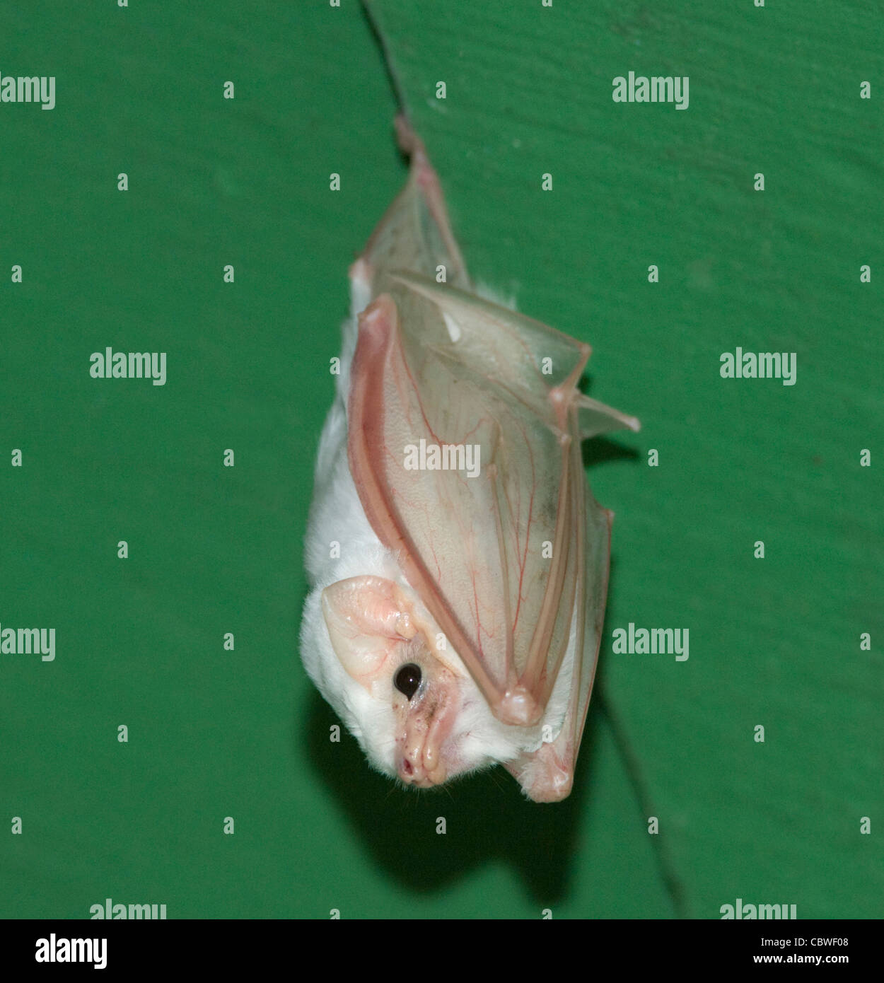 Diclidurus albus Banque de photographies et d’images à haute résolution ...