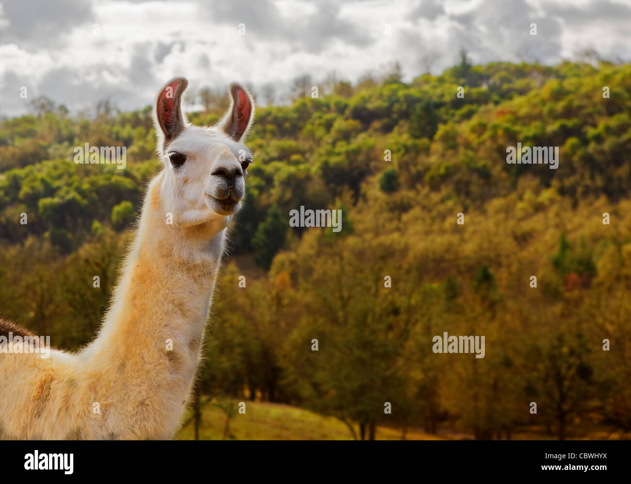 Couleurs de lama Banque de photographies et d’images à haute résolution ...