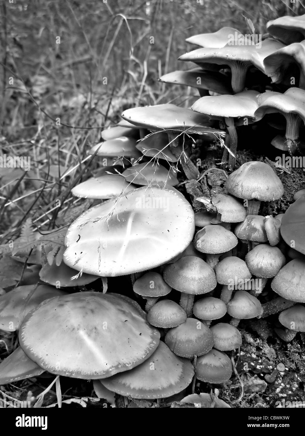 Champignons sur le tronc Banque d'images noir et blanc - Alamy