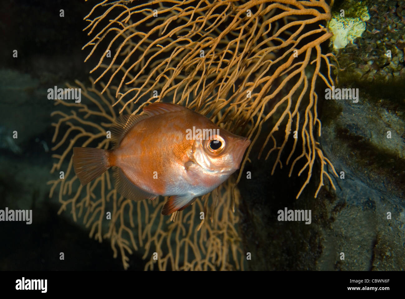 Poisson sanglier Capros aper, Caproidae, Mer Méditerranée, Italie Photo ...