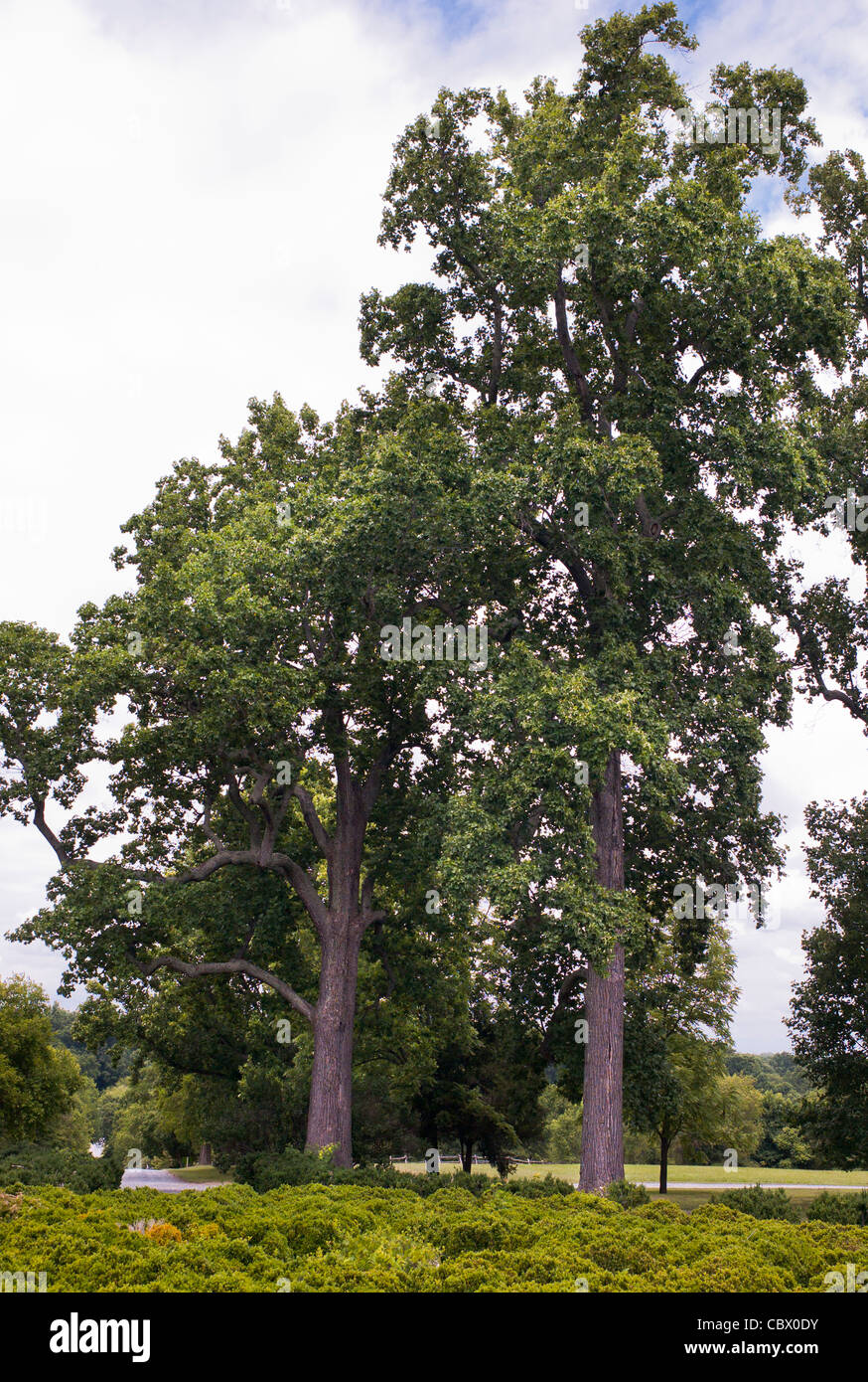 Forêt de colonnes Banque d'image et photos - Alamy