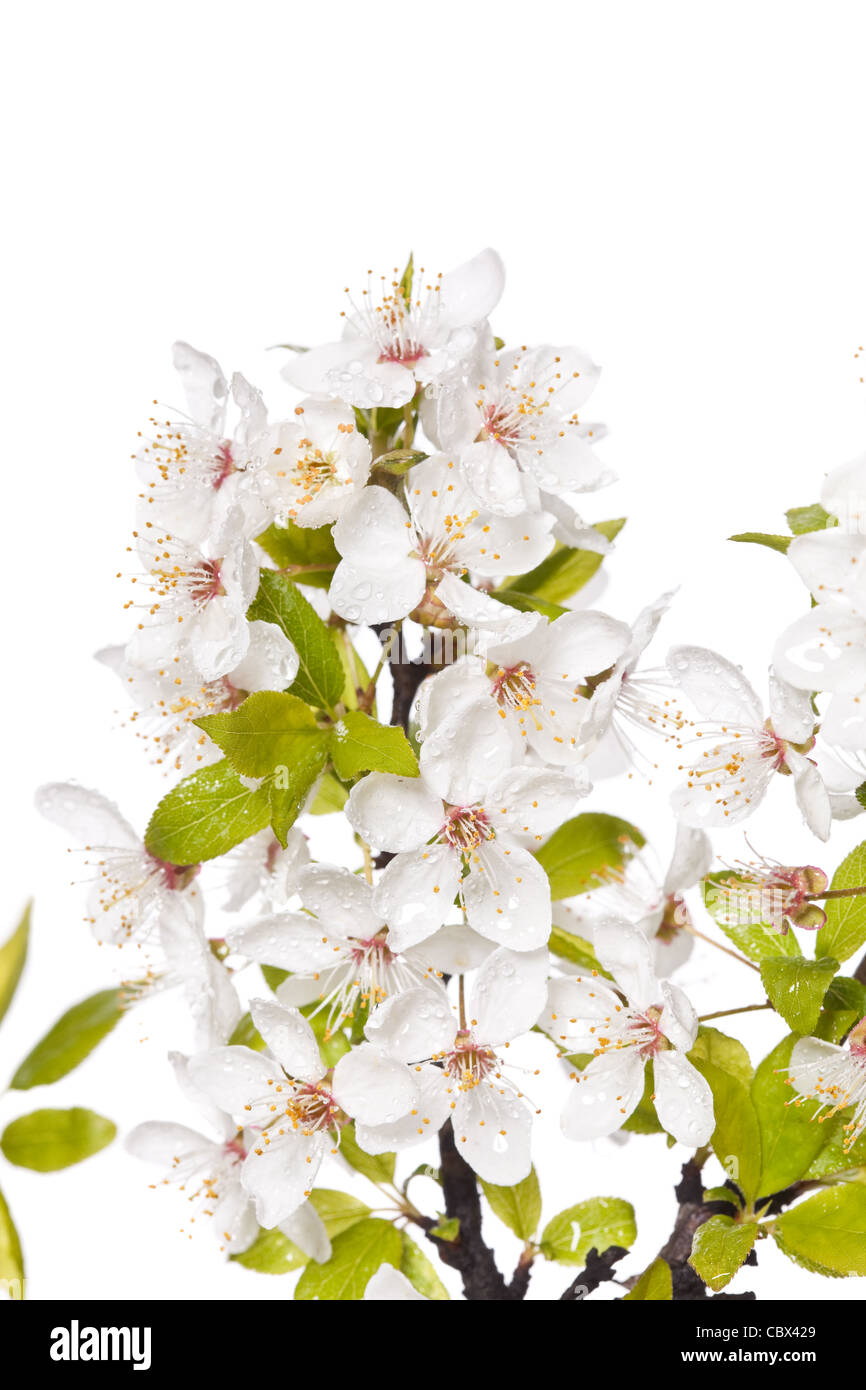 Quetsche blanche Banque de photographies et d’images à haute résolution ...