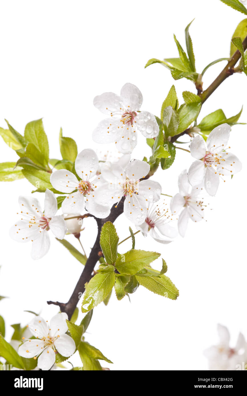 Quetsche blanche Banque de photographies et d’images à haute résolution ...