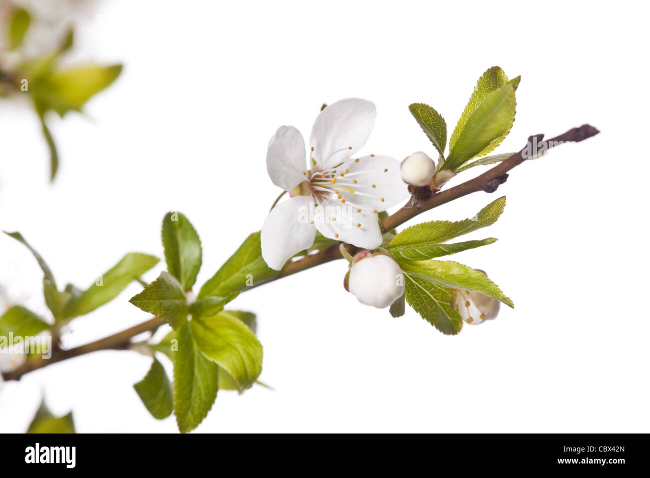 Fleur de prune Banque de photographies et d’images à haute résolution ...