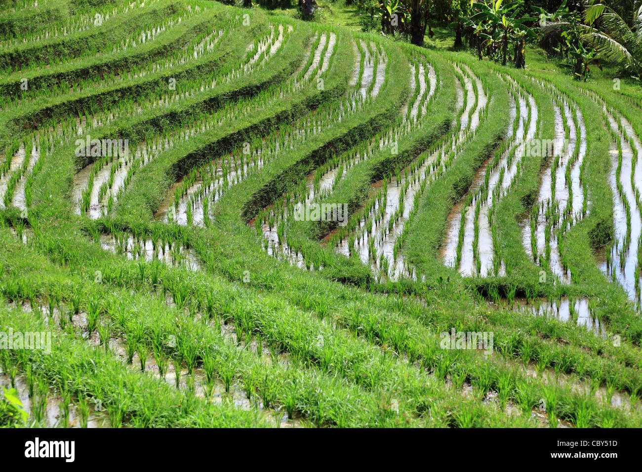 Champ de riz Banque de photographies et d’images à haute résolution - Alamy