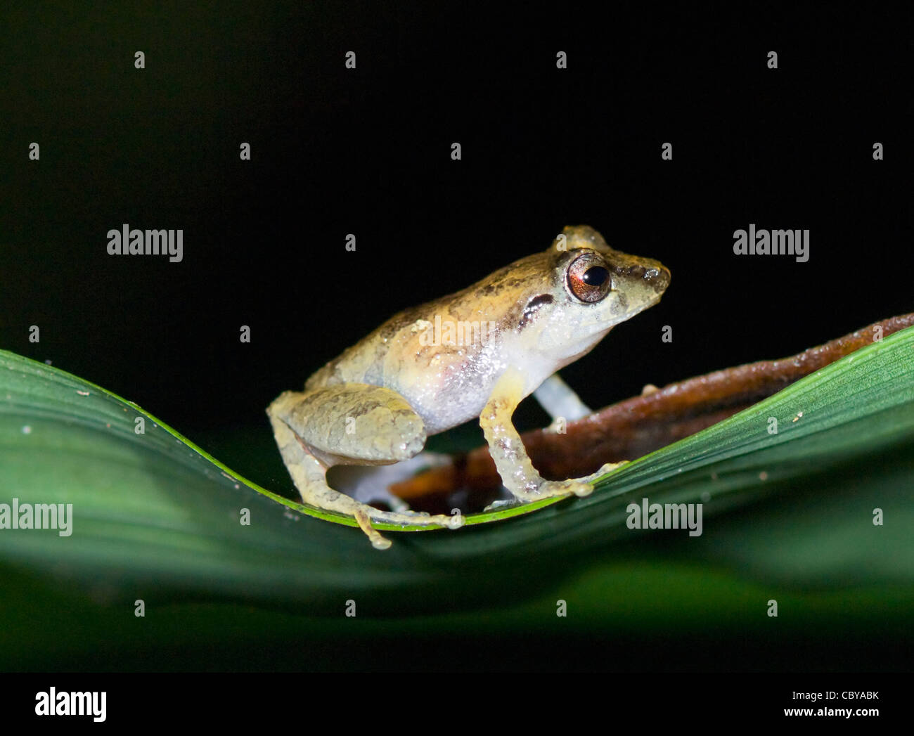 Grenouille de pluie fitzinger Banque de photographies et d’images à ...