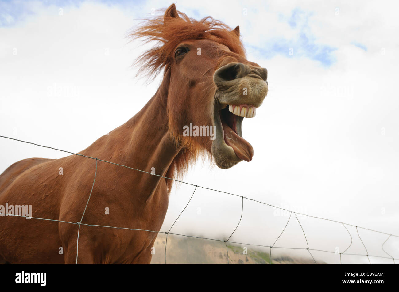 Visage de cheval drôle Banque de photographies et d’images à haute ...