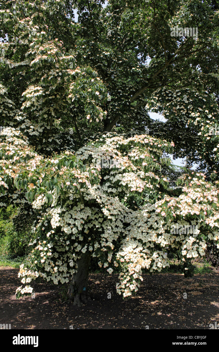 Cornus kousa var. chinensis est une espèce d'arbre à fleurs d'été avec ...