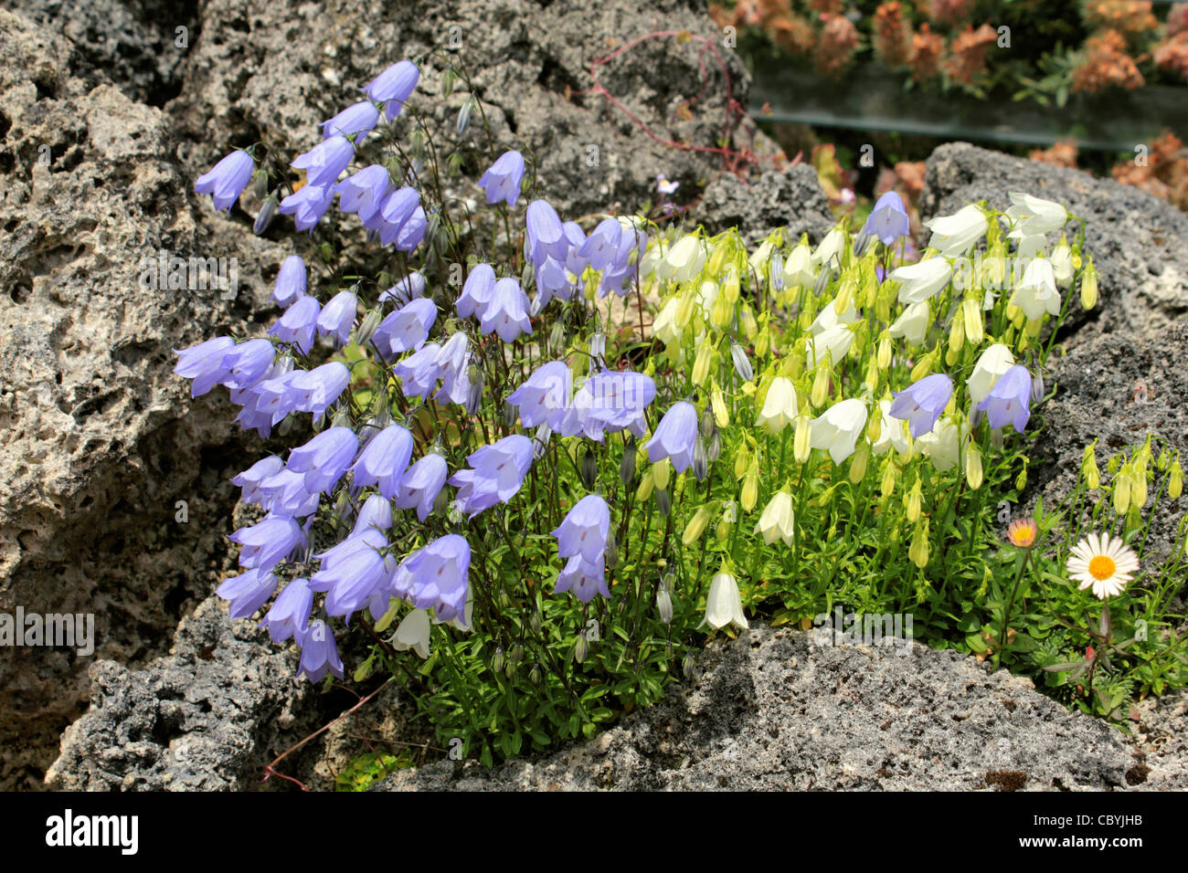 Fleurs en forme de clochette blanche Banque de photographies et d ...