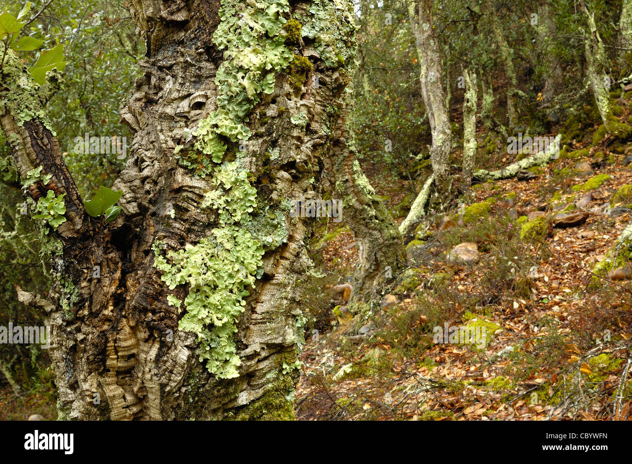 Chêne-liège (Quercus suber Photo Stock - Alamy