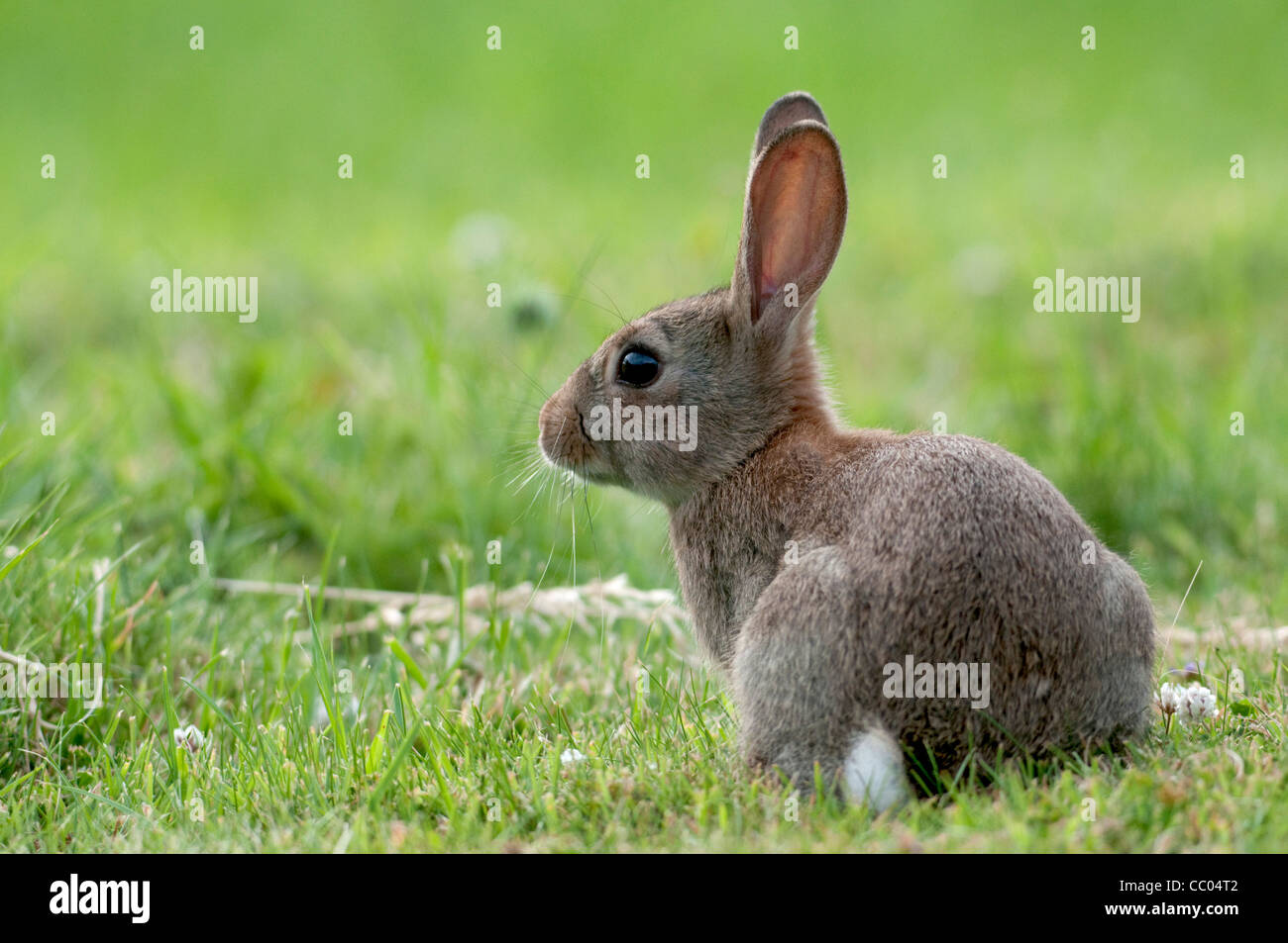 Lapin sauvage Banque de photographies et d’images à haute résolution ...