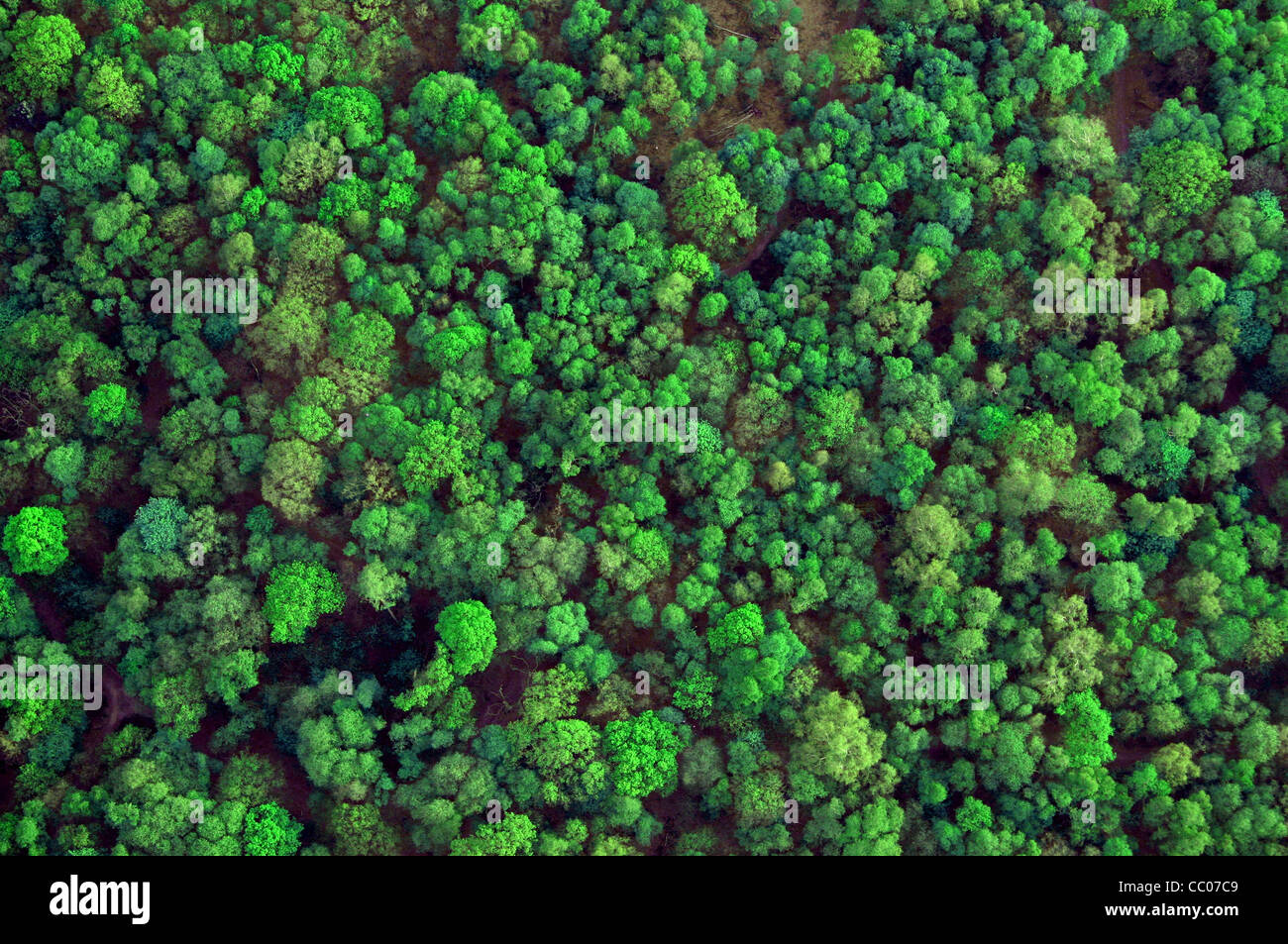 Vue sur la cime des arbres Banque d'image et photos - Alamy